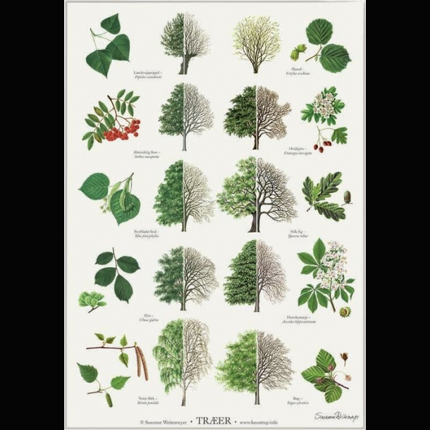 Plakat - Træer - Diverse - Bushcraft Danmark